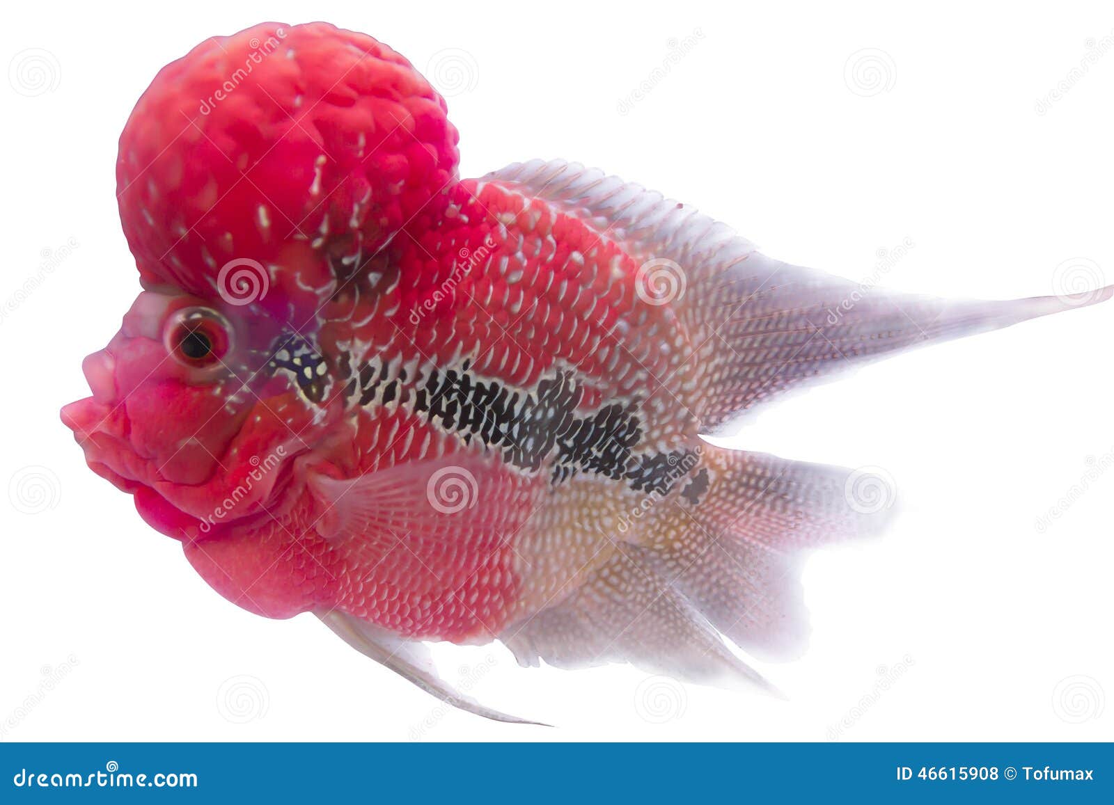 Flower Horn Fish stock photo. Image of face, fish, isolated - 46615908