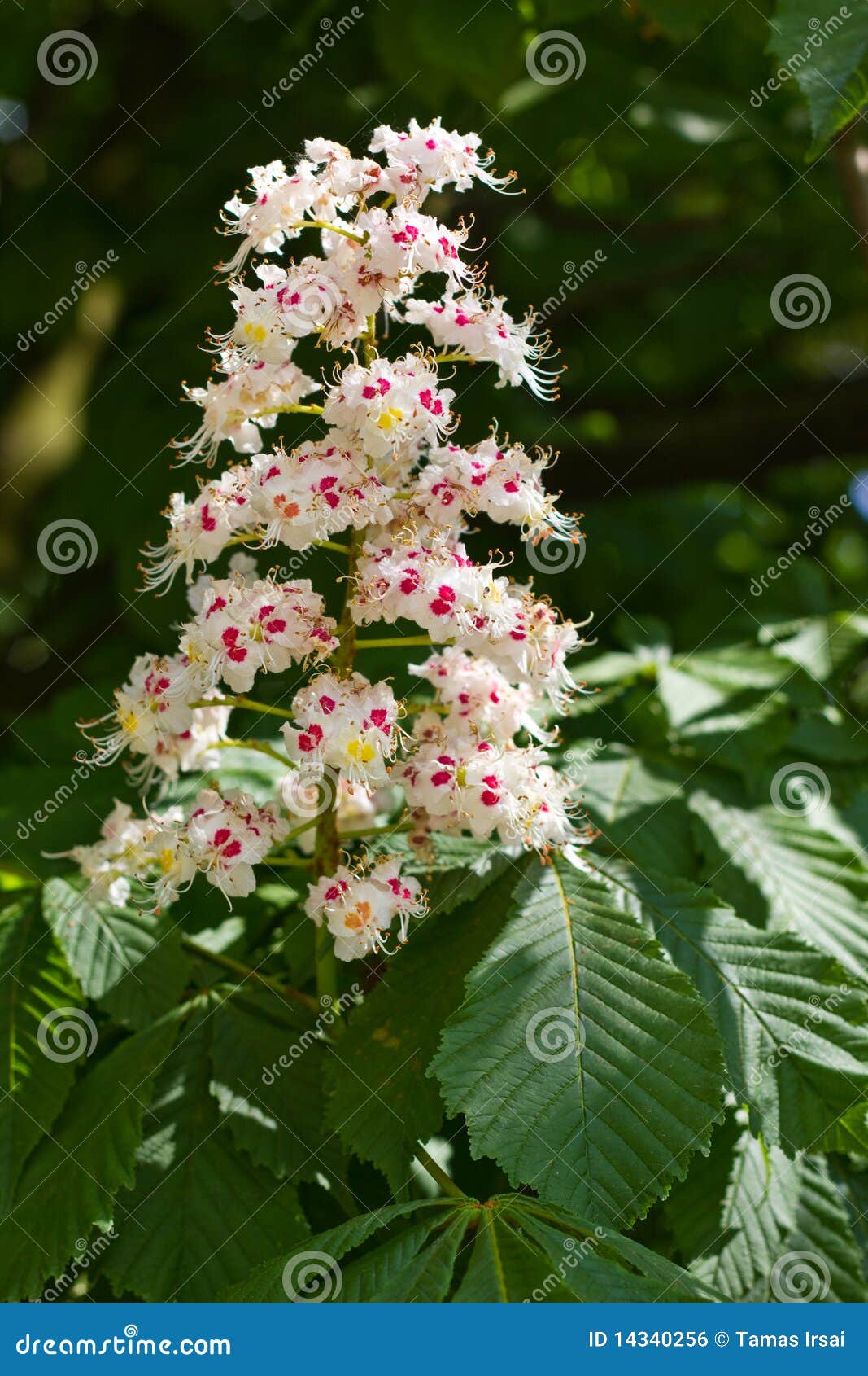 Horse-chestnut (Aesculus Hippocastanum, Conker Tree) Flowers And Stock ...