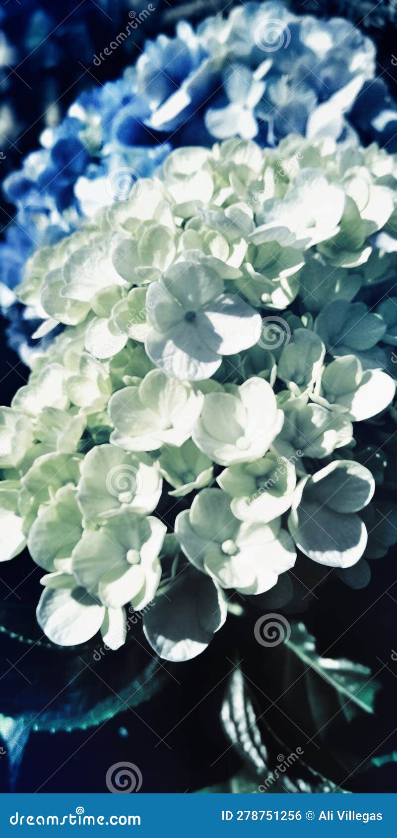 Flower Hortensia blue stock photo. Image of hortensia - 278751256