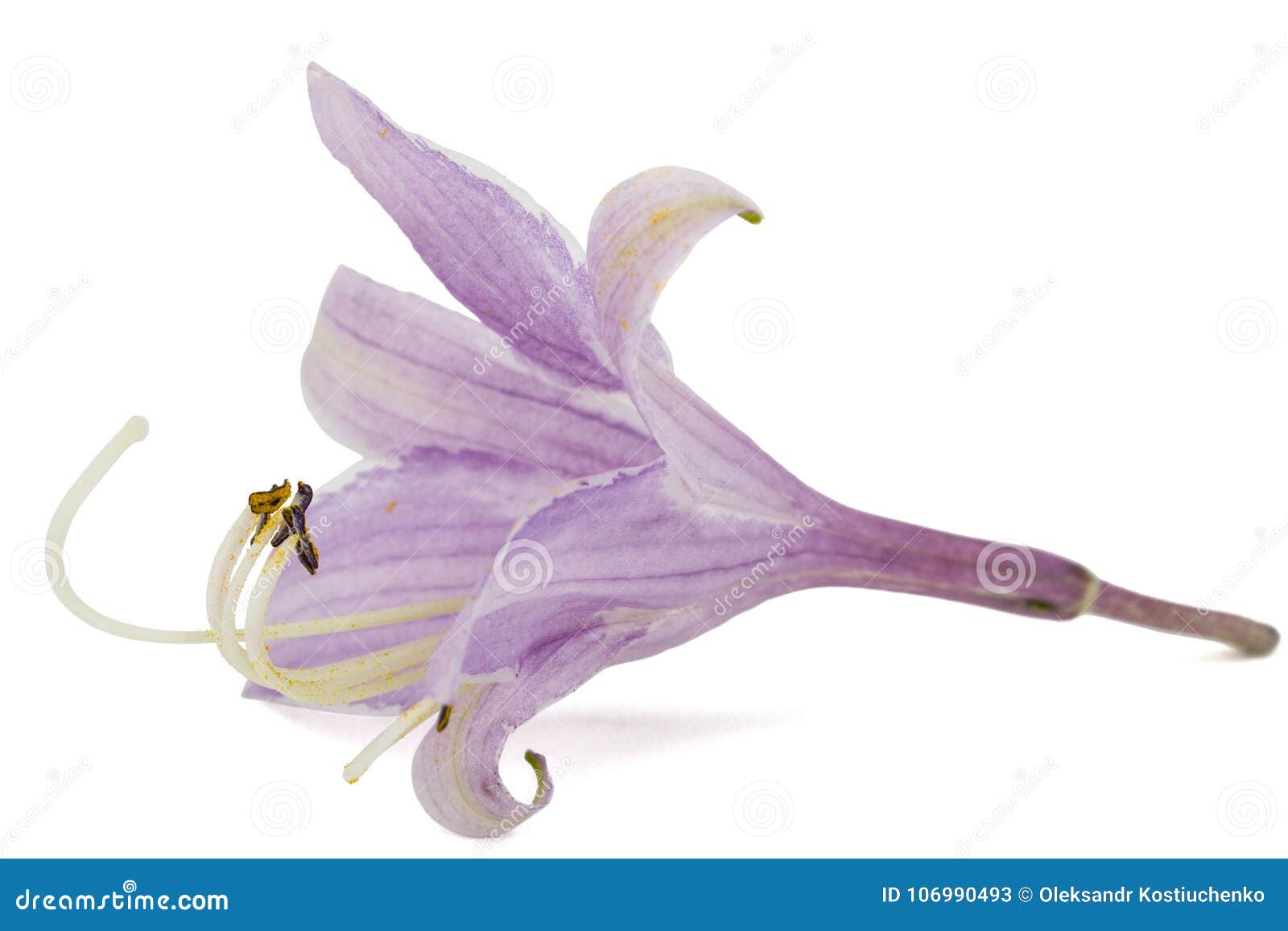 Flower Hosts Isolated on White Background Stock Image - Image of close ...