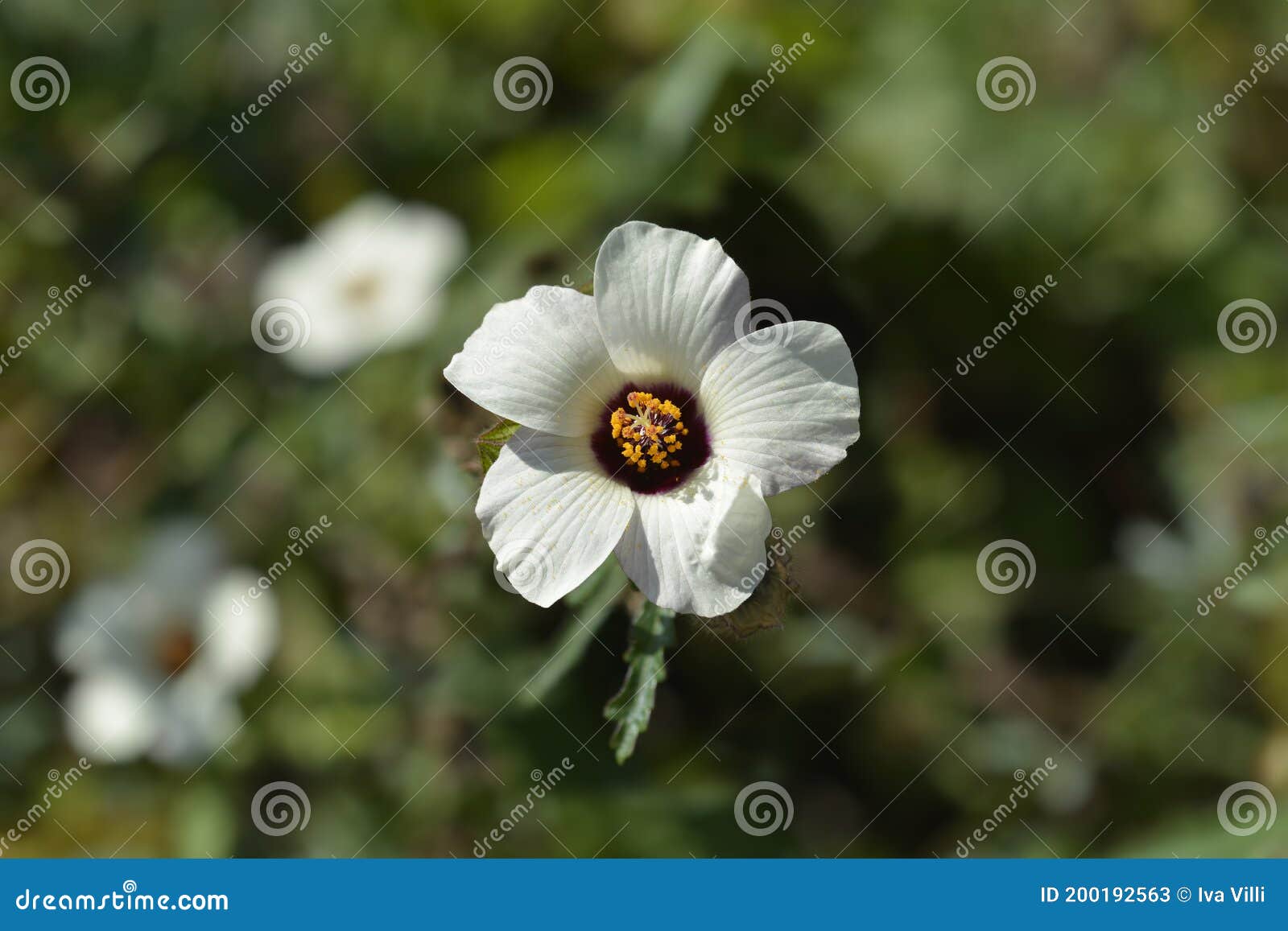 Flower-of-an-hour stock image. Image of modesty, outdoors - 200192563