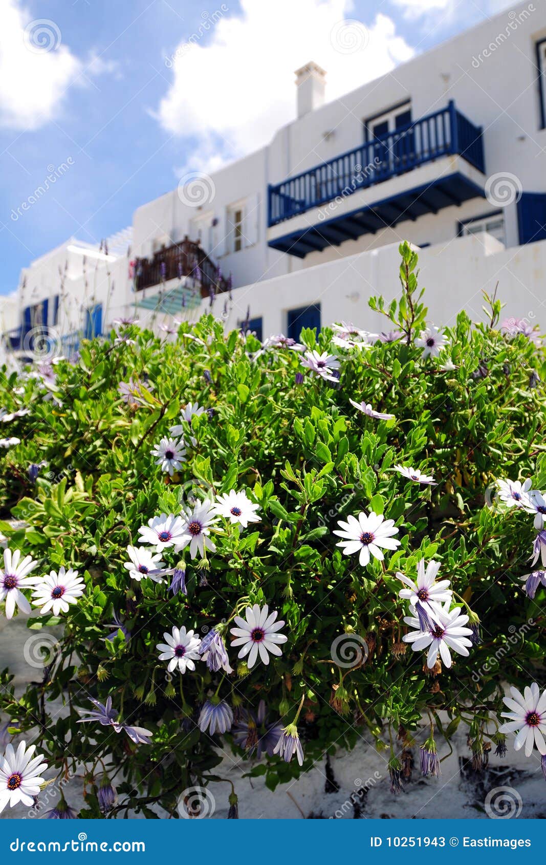 Flower and House stock image. Image of green, daisy, dwelling - 10251943