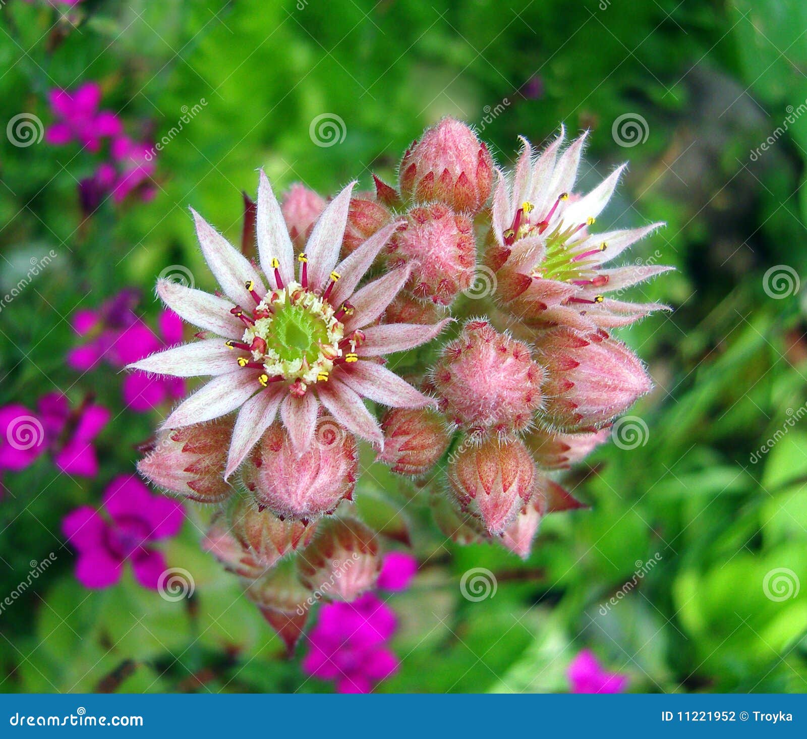 Flower of Houseleek (sempervivum). Stock Photo - Image of flower ...