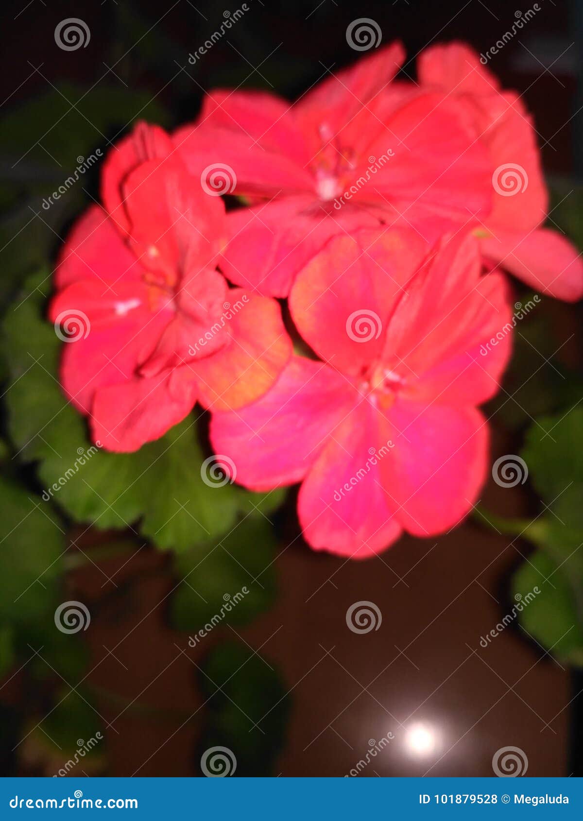 Flower stock photo. Image of flower, spring, begins - 101879528