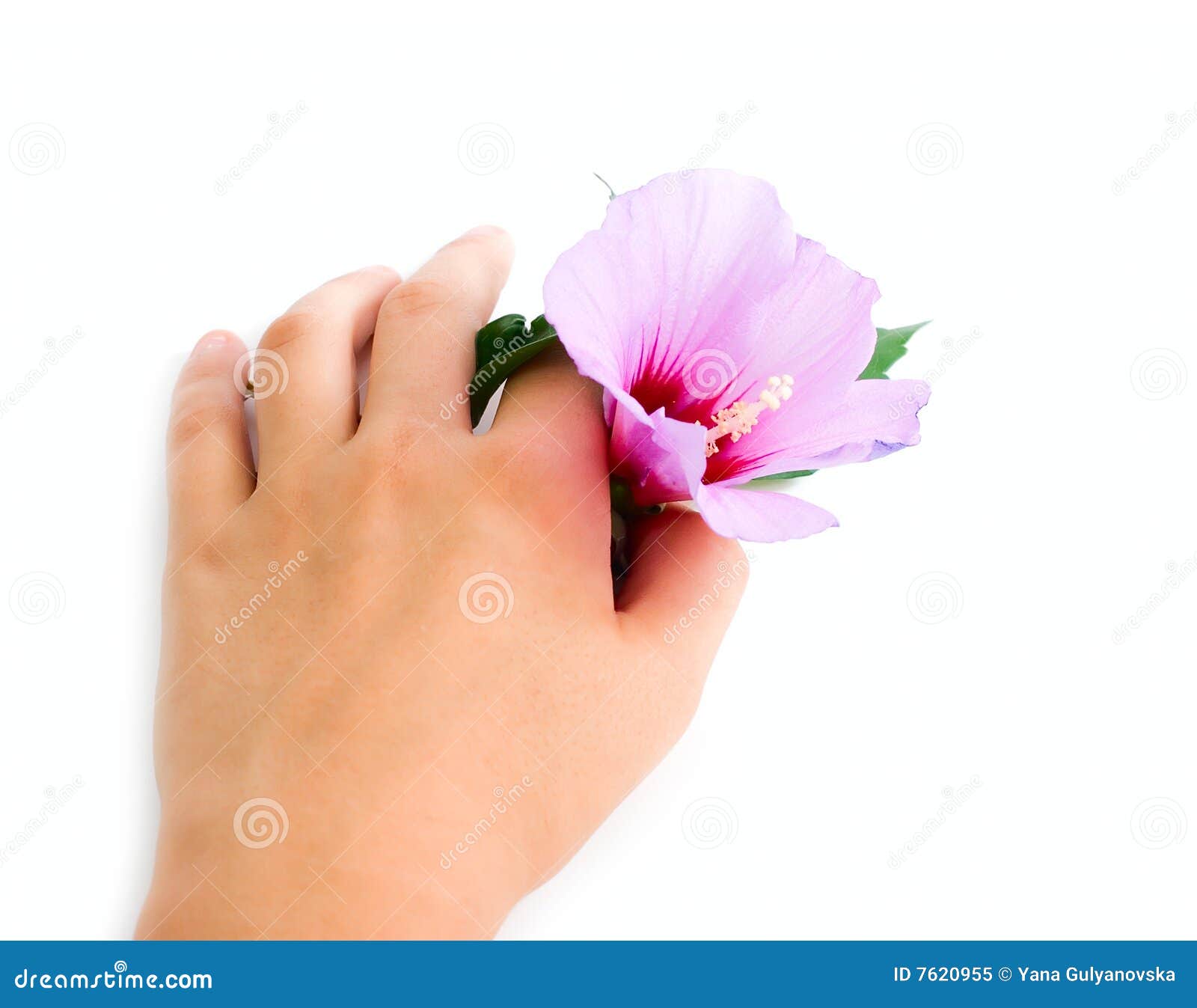 Flower in human hand stock image. Image of color, nature - 7620955