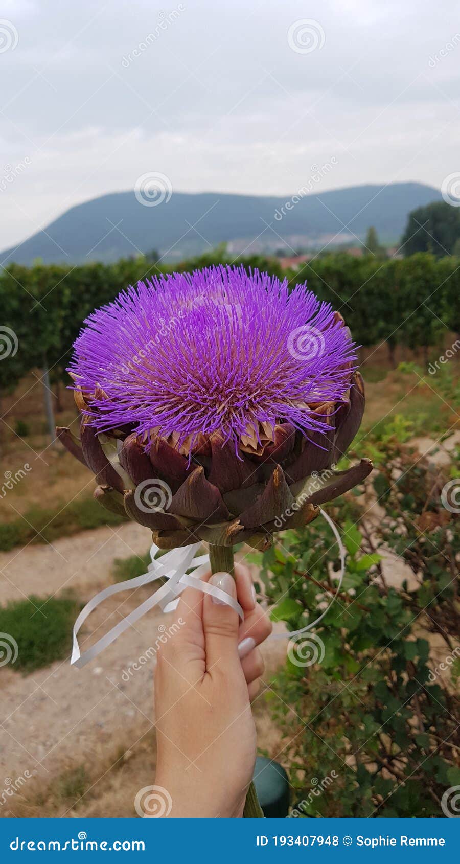 Flower in a human hand stock photo. Image of produce - 193407948