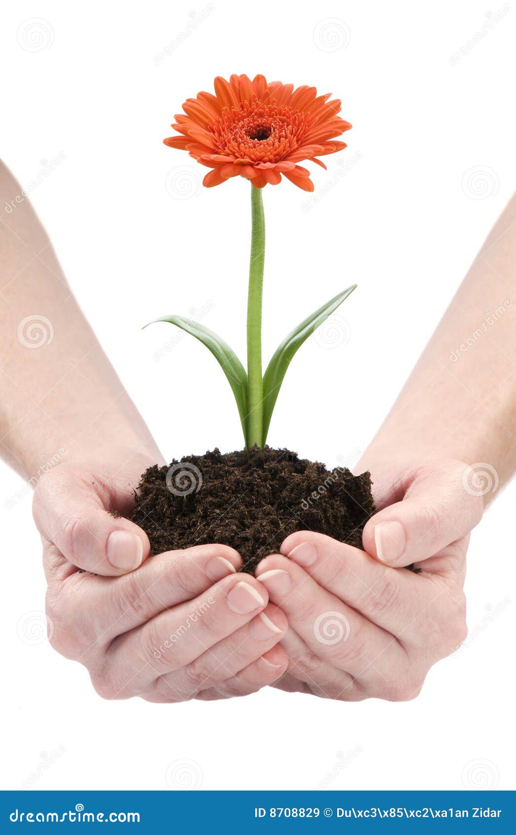 Flower in human hands stock image. Image of daisy, flora - 8708829