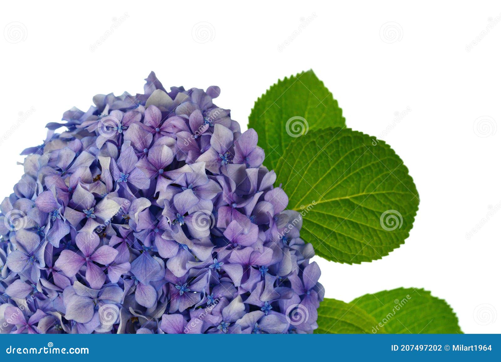 Flower of Hydrangea Isolated on a White Background. Stock Photo - Image ...