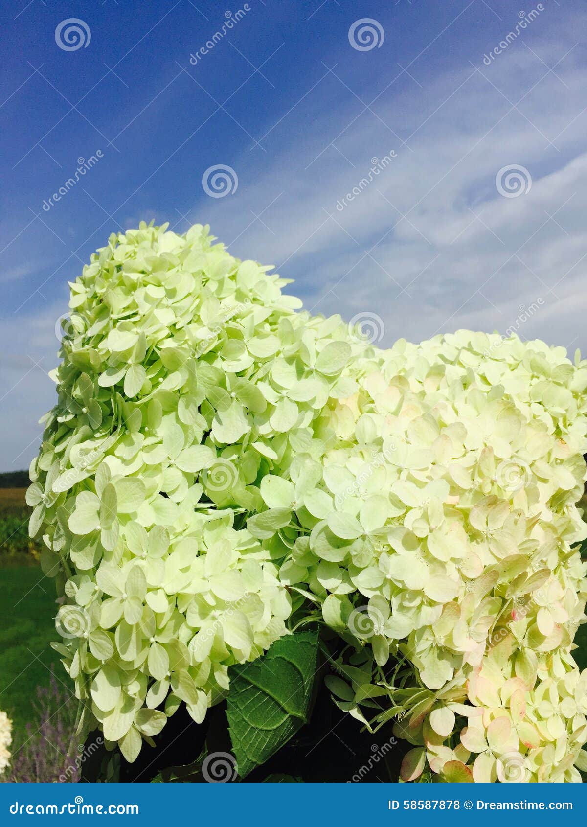 Flower stock photo. Image of hydrangea, petal, wisconsin - 58587878