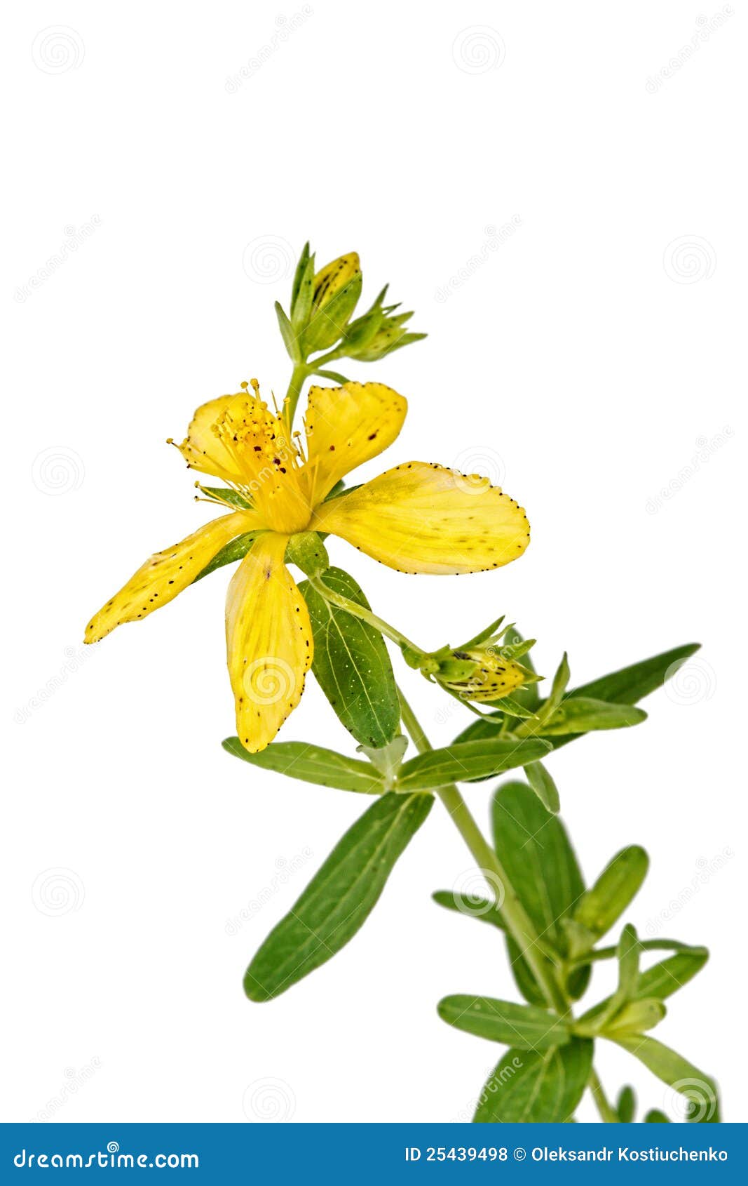 Flower of Hypericum (Latin Hypericum) Stock Photo - Image of shot, stem ...