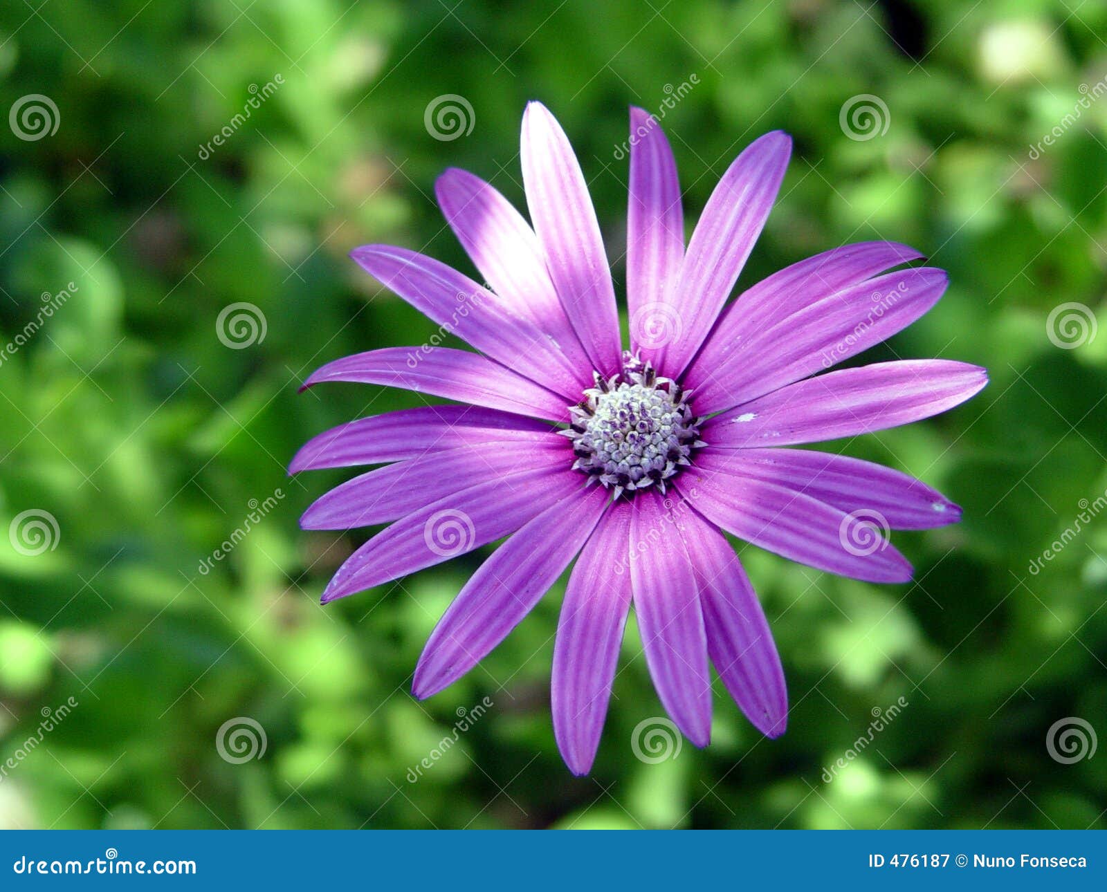Flower I stock image. Image of bouquet, light, close, botany - 476187