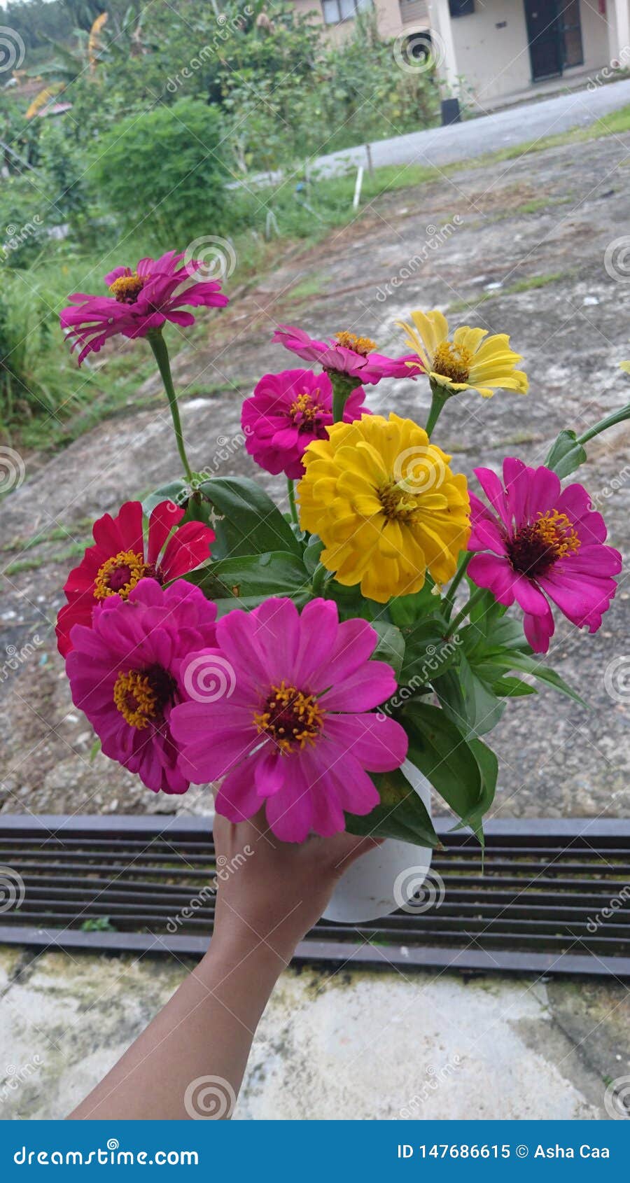 Flower stock image. Image of beautiful, flower, flow - 147686615