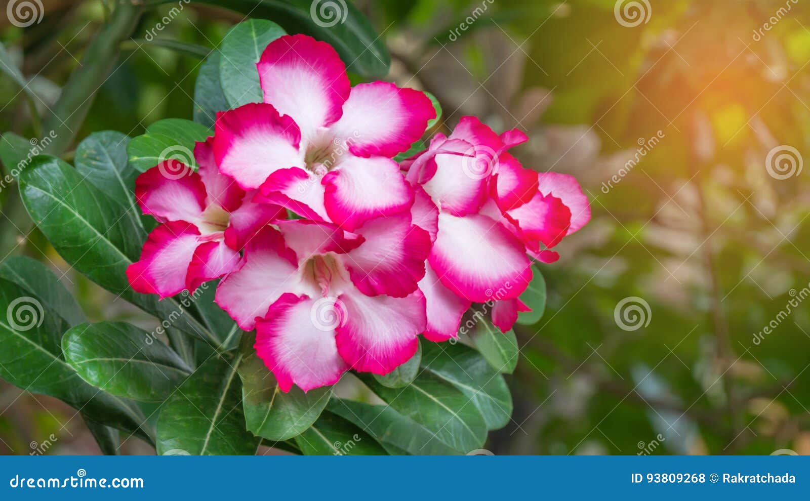 Flower Impala Lily Adenium stock photo. Image of flora - 93809268