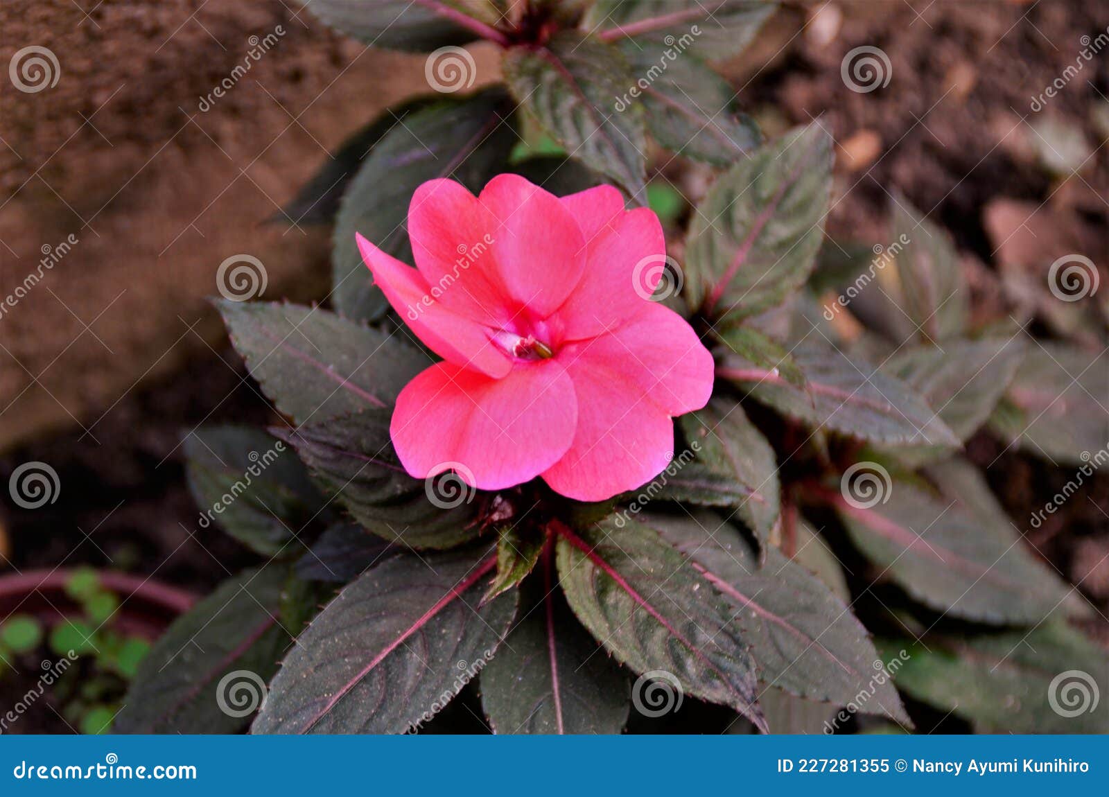 A Flower Of Impatiens Parviflora In The Garden Royalty-Free Stock ...