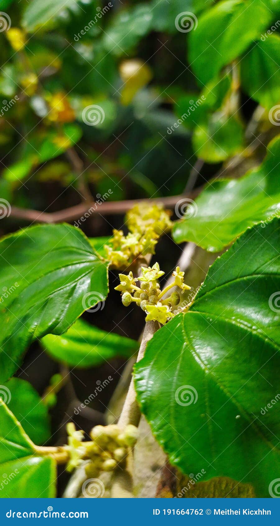 Flower of an Indian Jujube Fruit Plant Stock Photo - Image of green ...