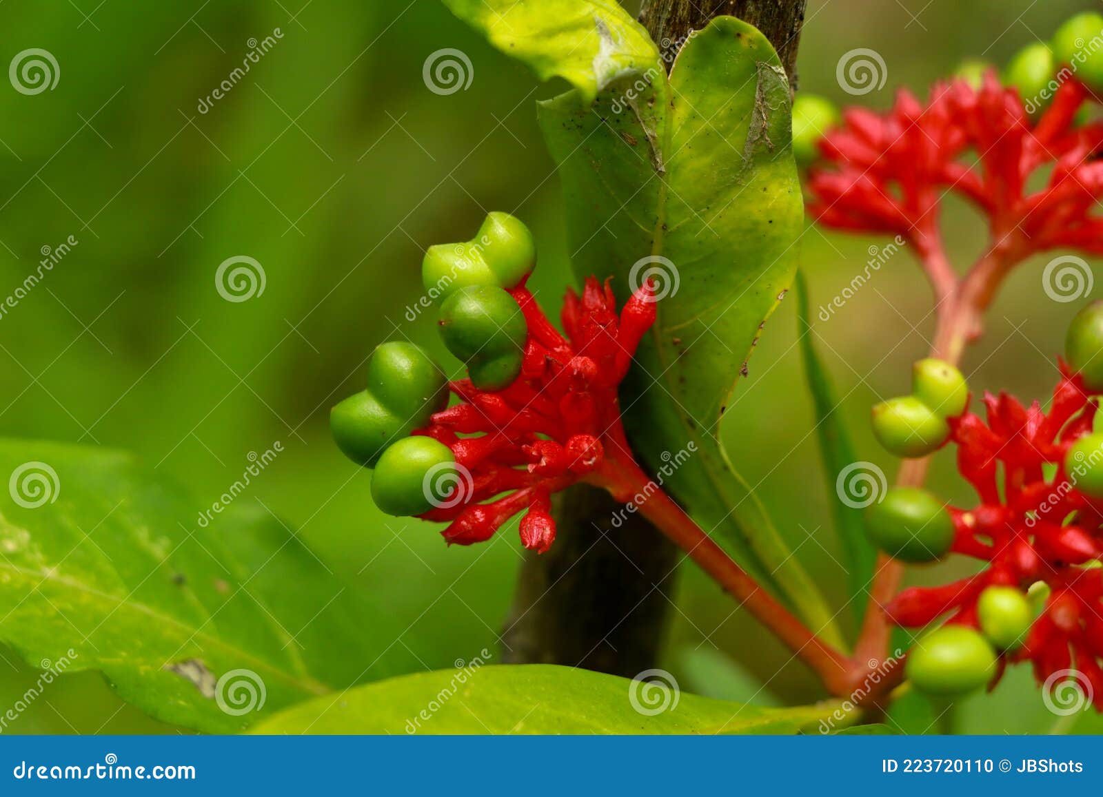 Rauvolfia Serpentina Roots, The Indian Snakeroot, Devil`s Pepper Or ...