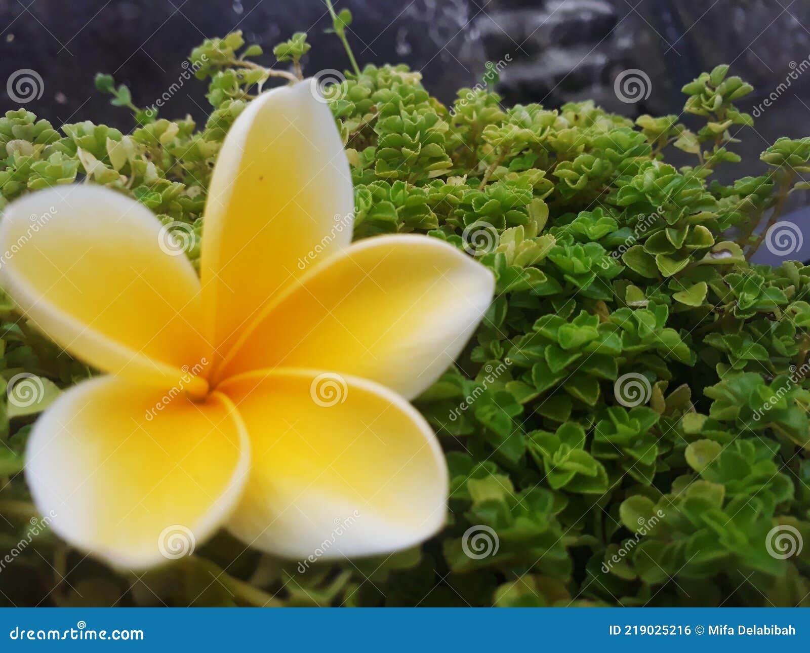 Flower in Indonesia stock photo. Image of estetic, flower - 219025216