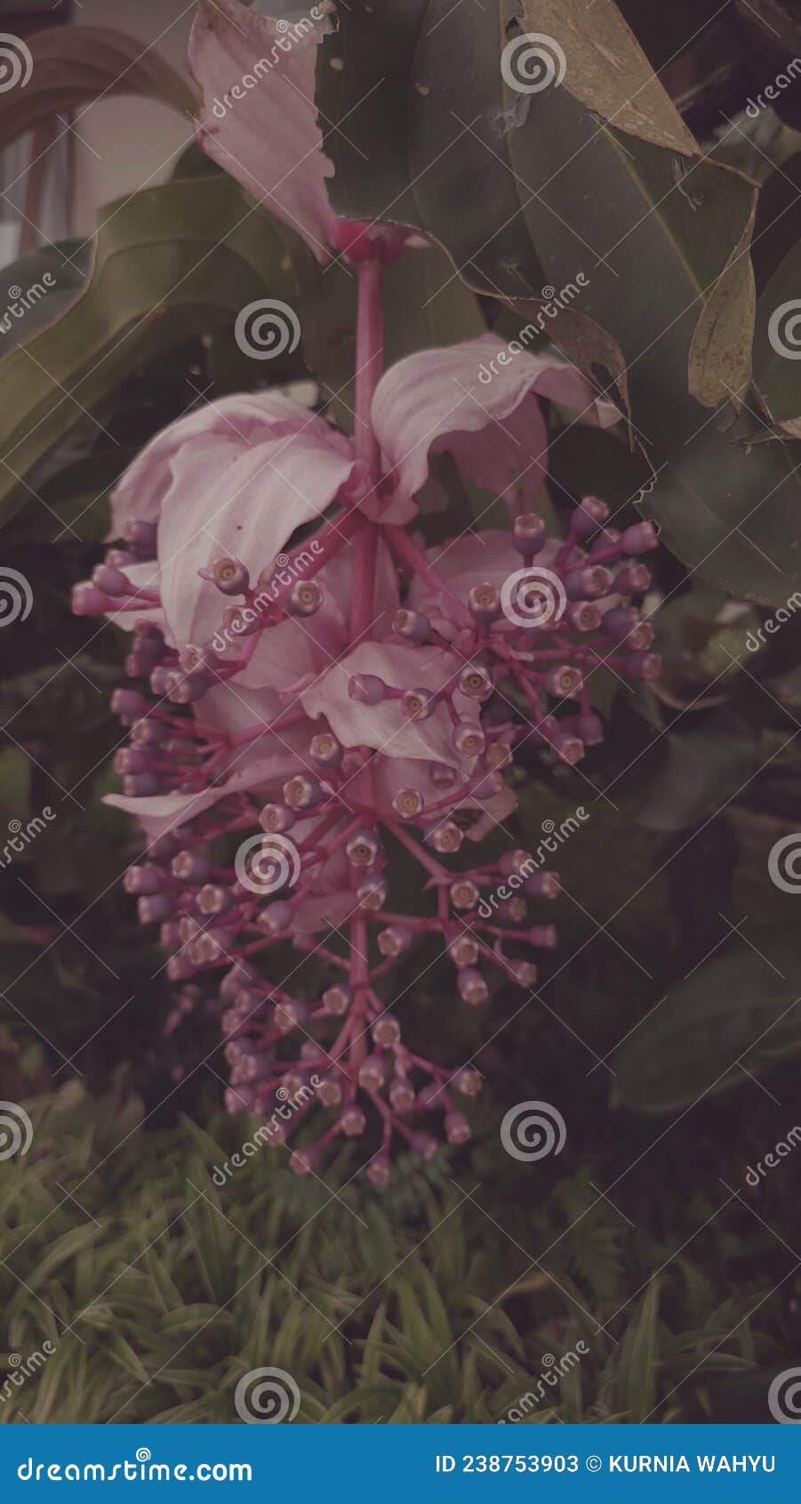 Flower of Indonesia at West Java Viral Trending Stock Image - Image of ...