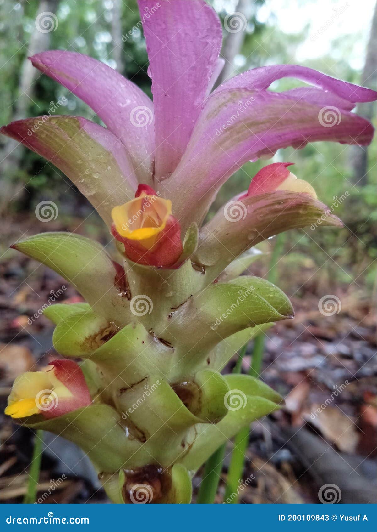 Flower indonesian stock image. Image of produce, blossom - 200109843