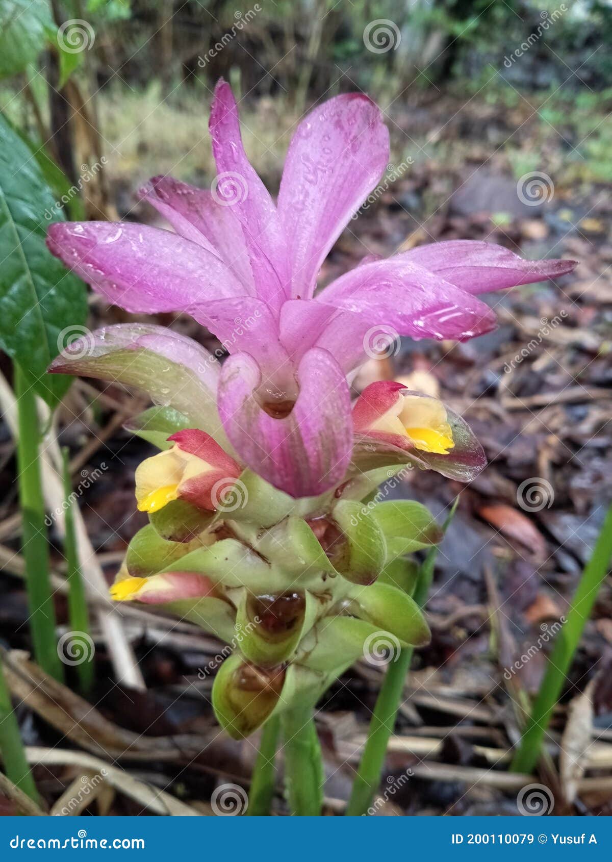 Flower indonesian stock image. Image of flower, lily - 200110079