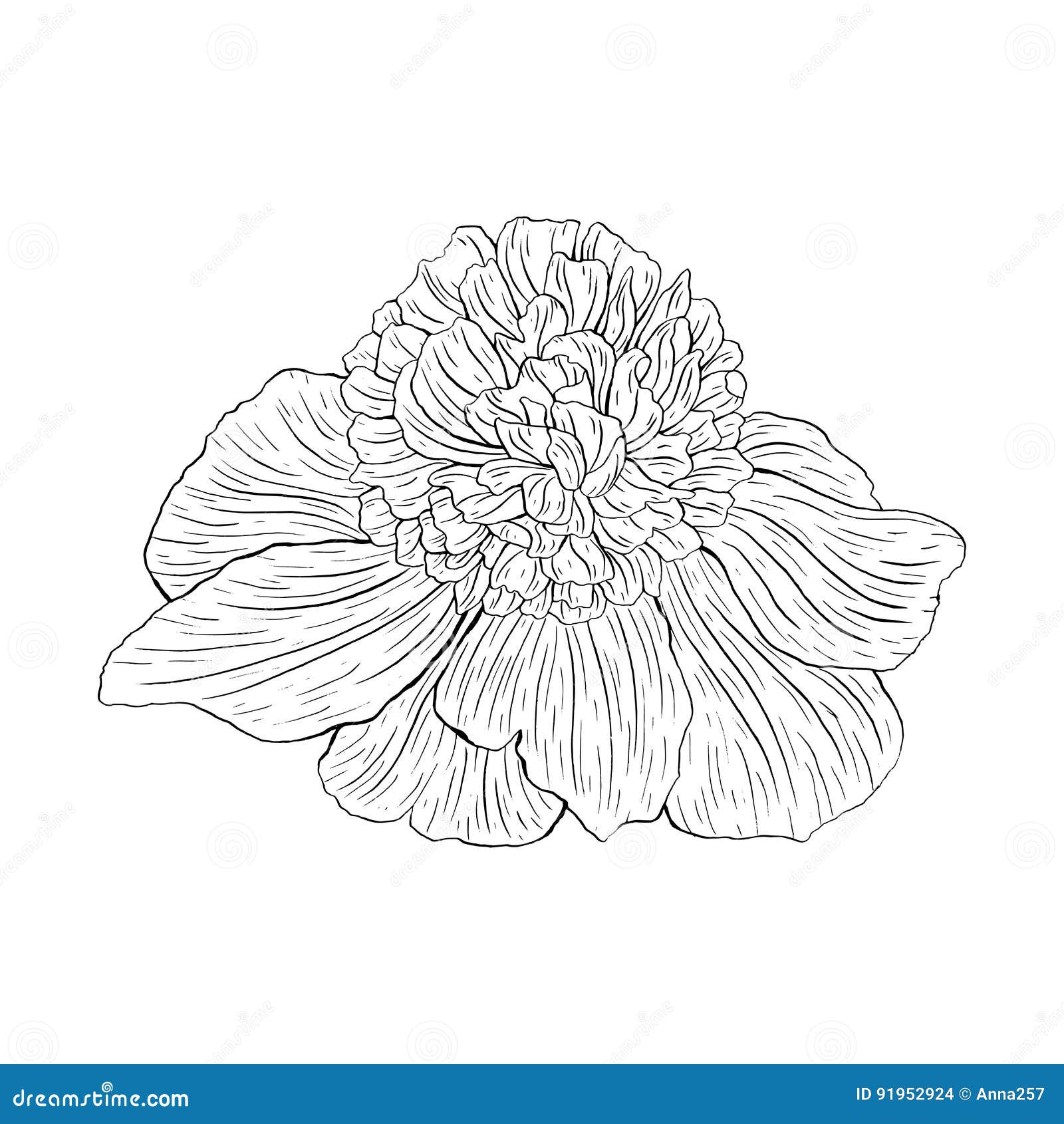 Flower Ink Sketch. Isolated on White Background Stock Vector ...