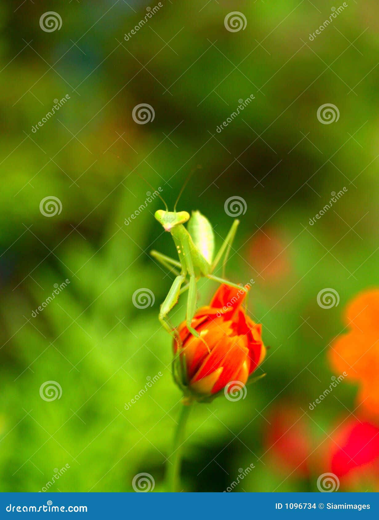 Flower and insect 10 stock photo. Image of insects, flowers - 1096734