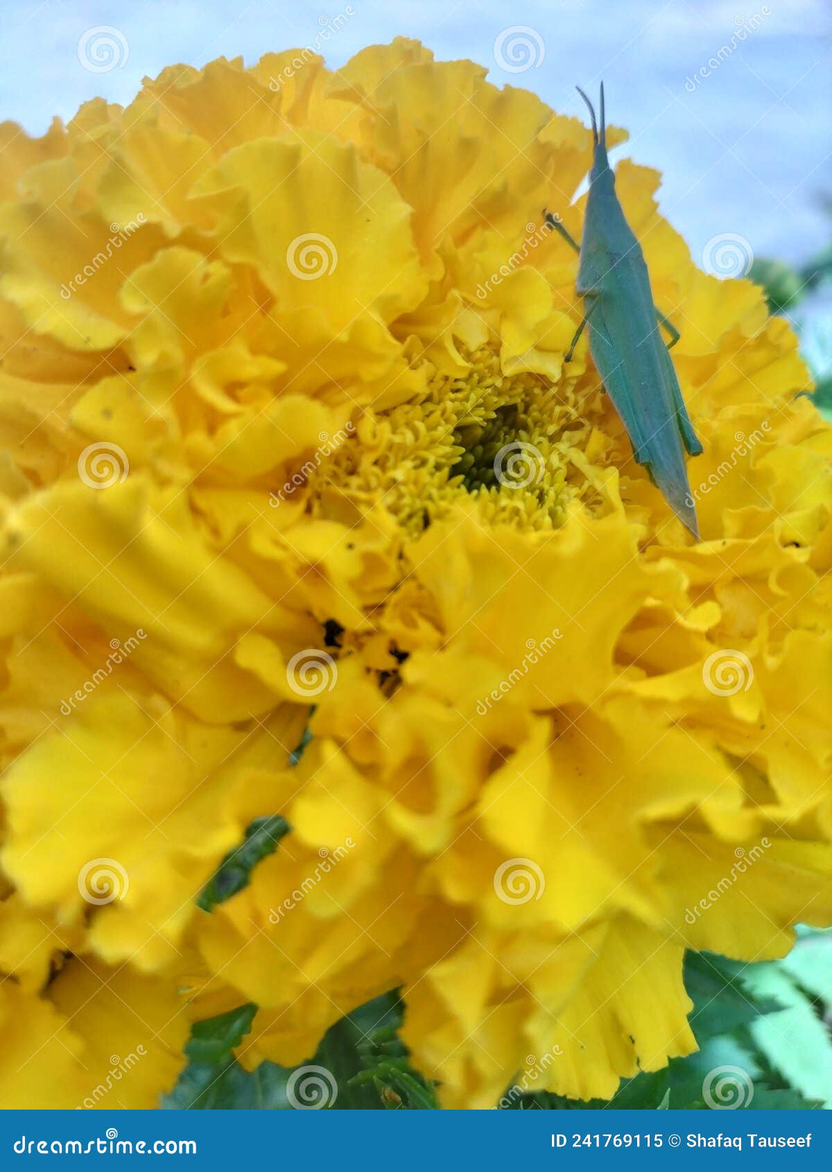 Flower with insect stock image. Image of food, flower - 241769115