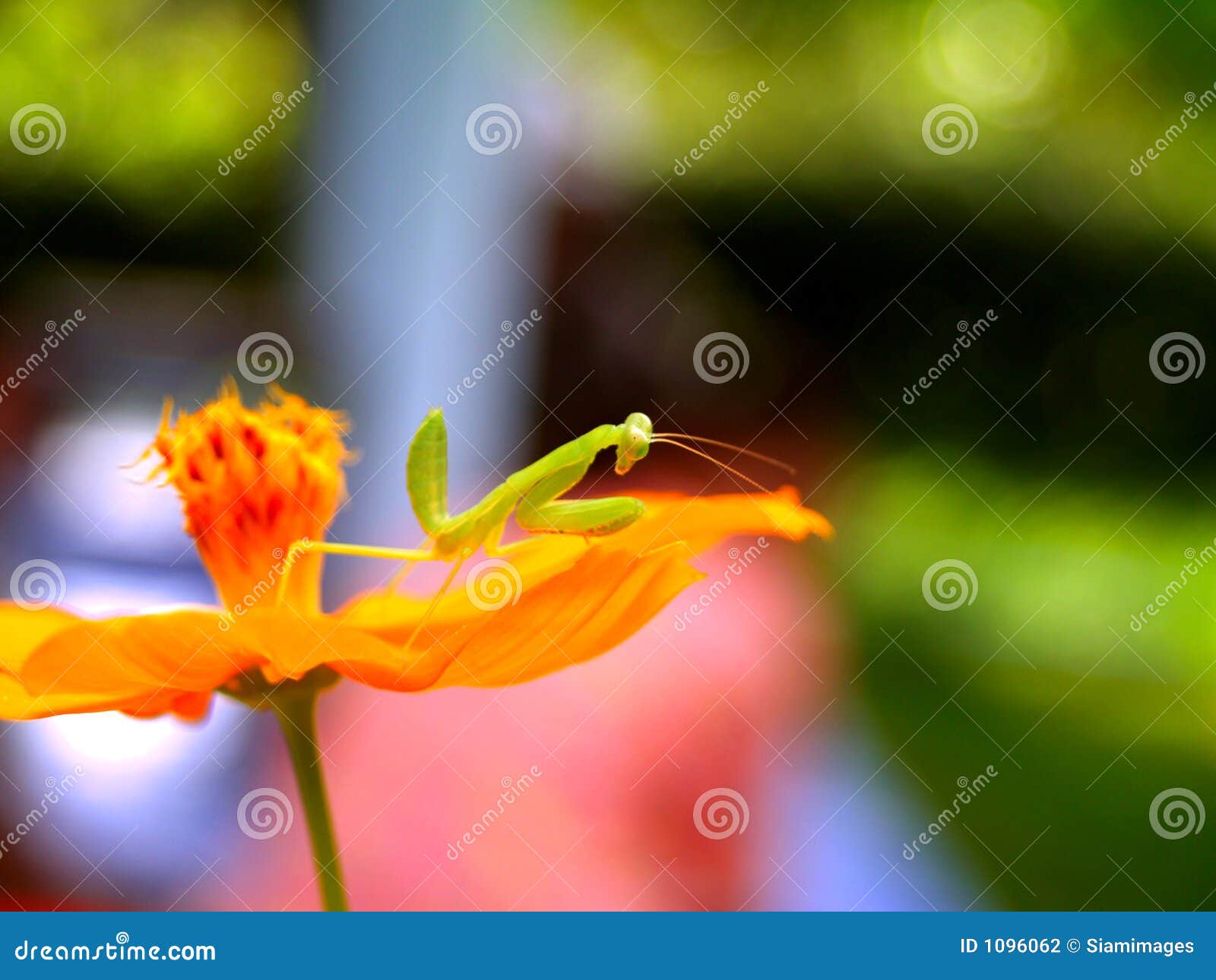 Flower and insect 5 stock photo. Image of flora, blossom - 1096062
