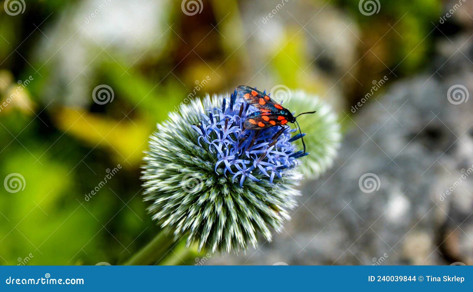 Insect Blurres Stock Photos - Free & Royalty-Free Stock Photos from ...