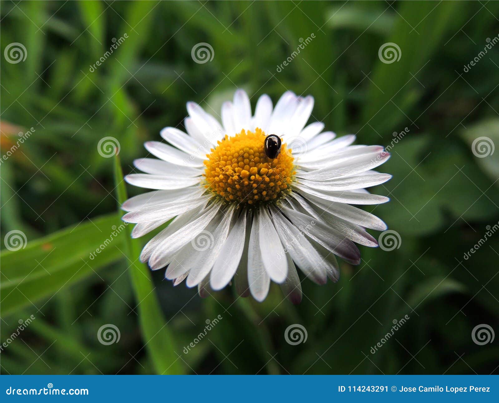 Flower with insect stock image. Image of macro, flower - 114243291