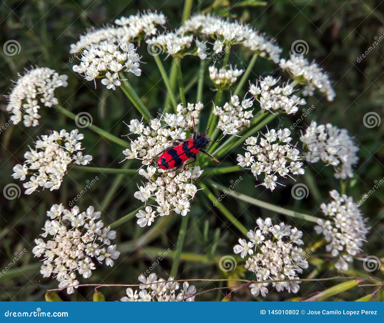 Flower with insect stock photo. Image of floral, white - 145010802