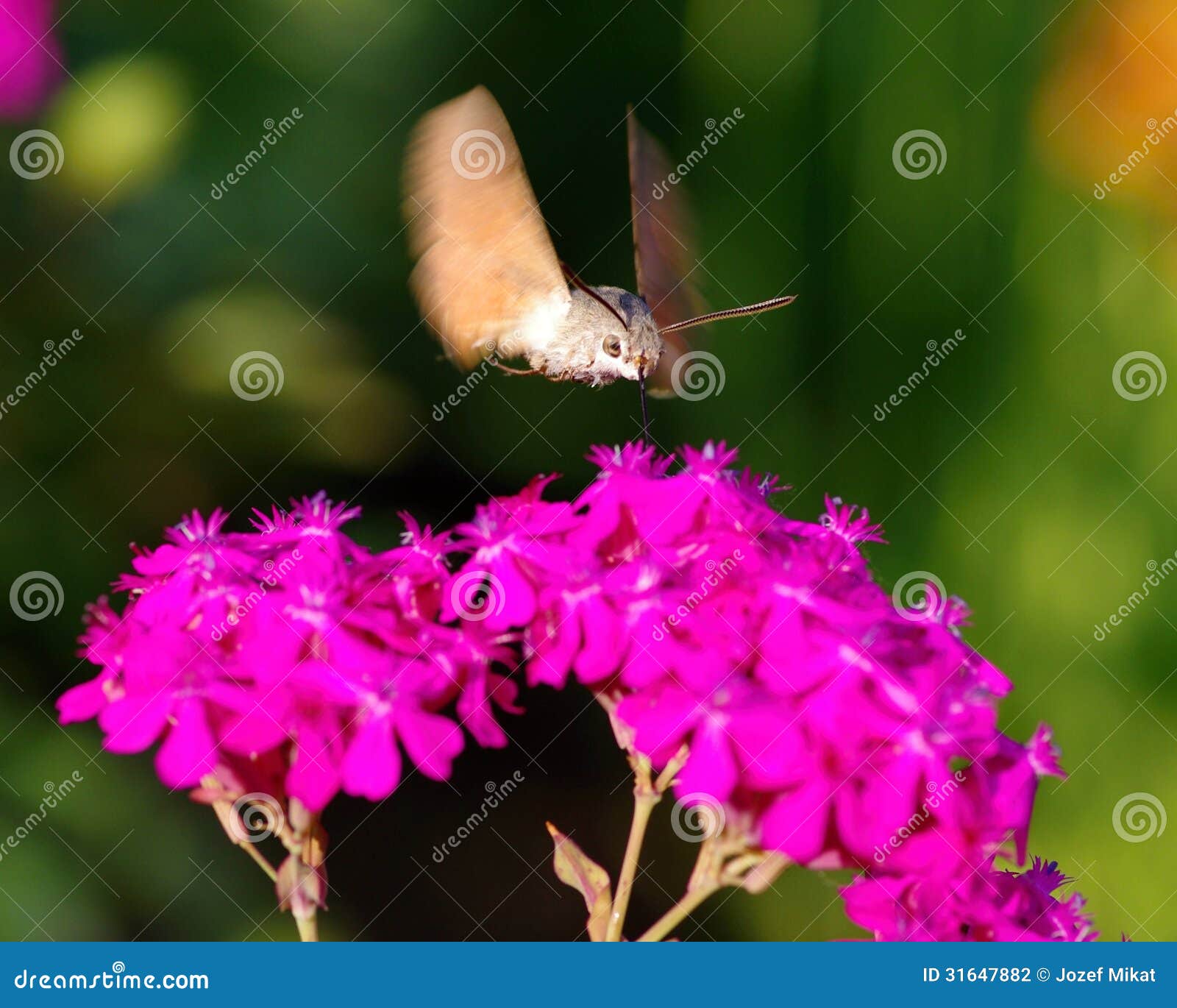 Flower and insect stock photo. Image of wildlife, plant - 31647882