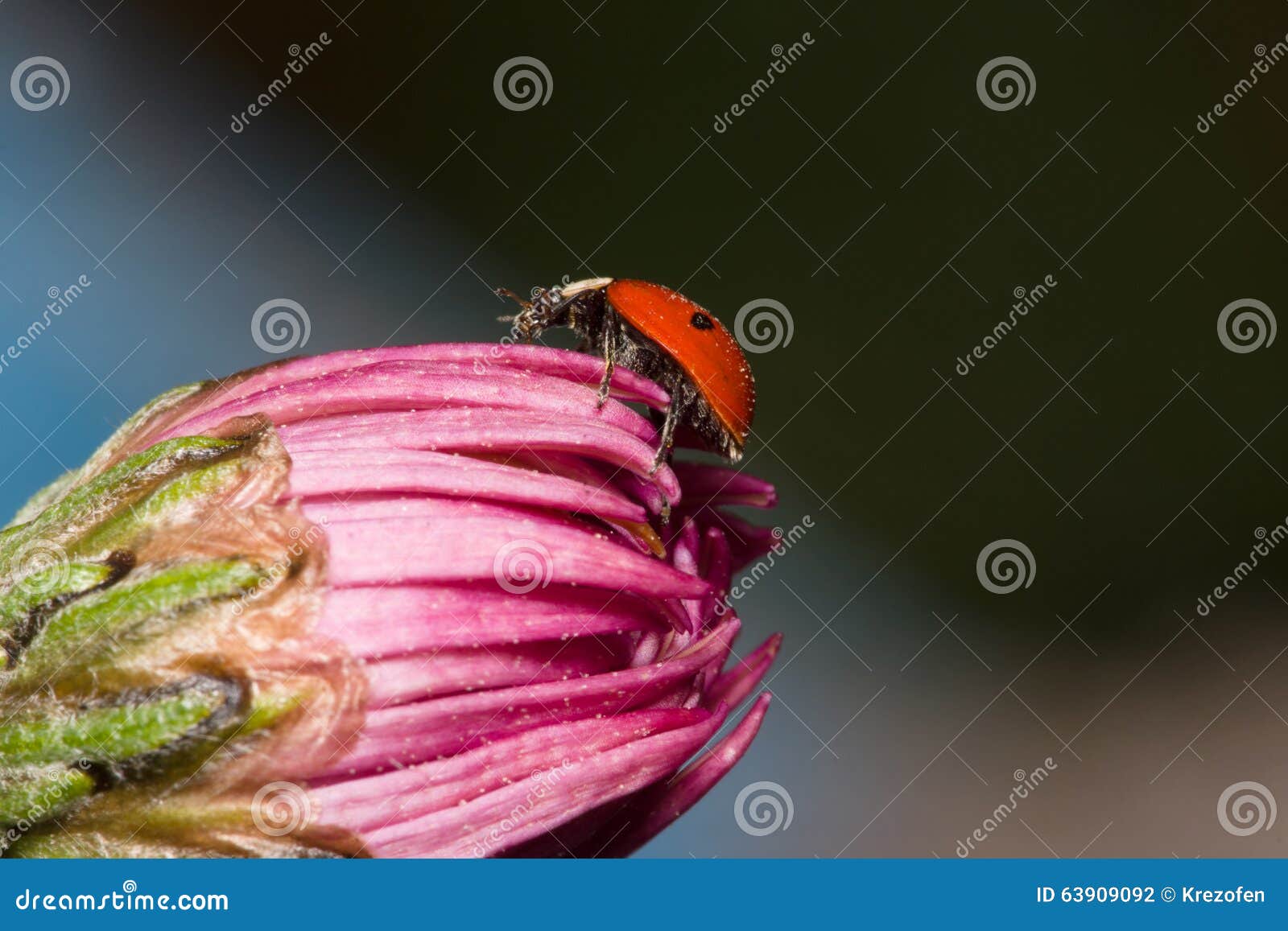 Flower with an insect stock photo. Image of formal, meadow - 63909092