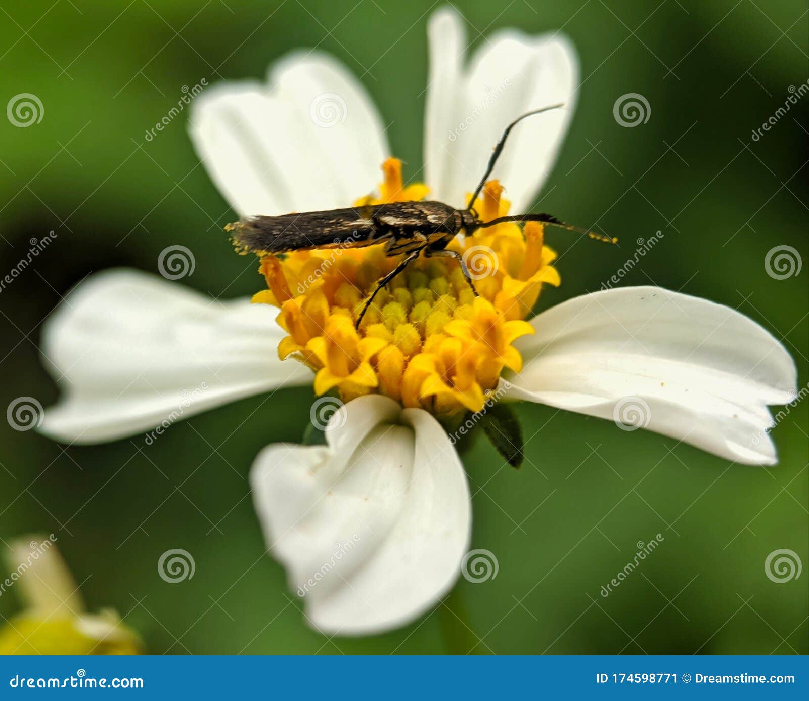 Flower and insects stock image. Image of green, insects - 174598771