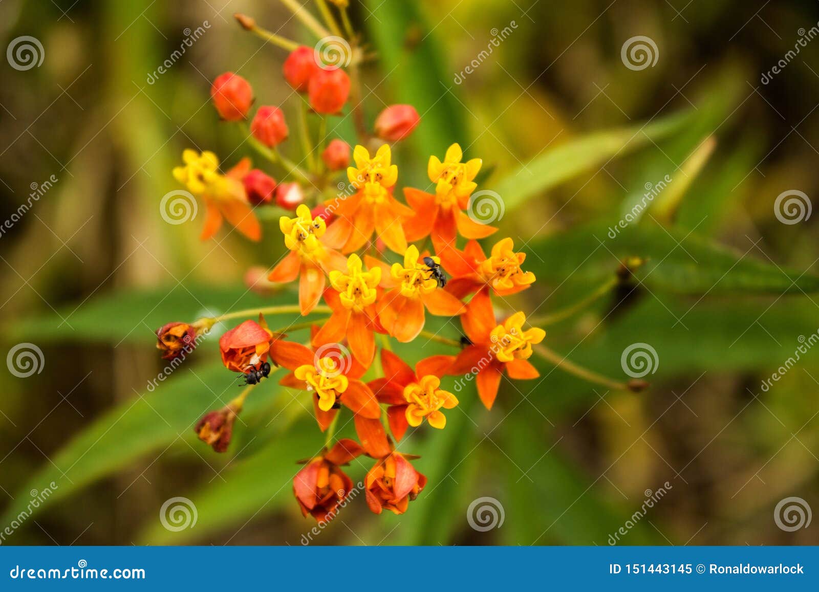 Flower and insects stock image. Image of ecosystems - 151443145