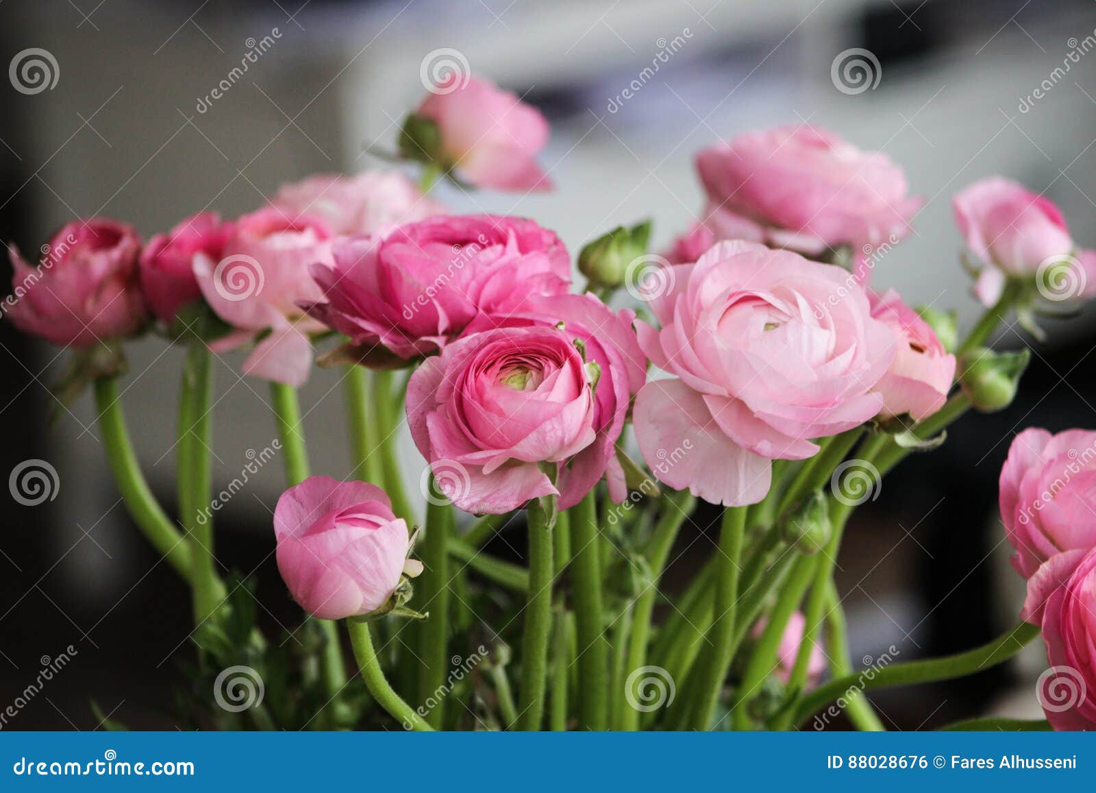 Flower inside the house stock photo. Image of living - 88028676