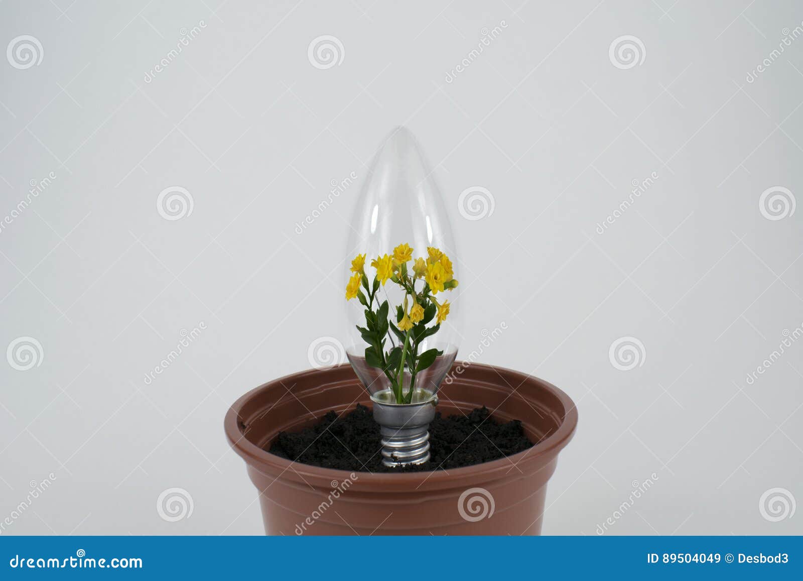 Flower Inside Light Bulb stock image. Image of ecological - 89504049