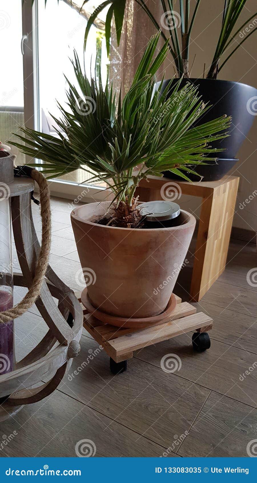 Flower inside room stock image. Image of flower, indoor - 133083035