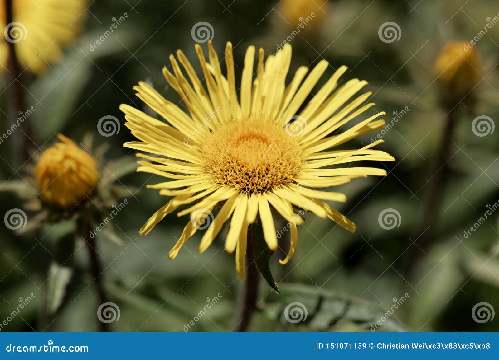 Flower of Inula hirta stock image. Image of color, herbaceous - 151071139