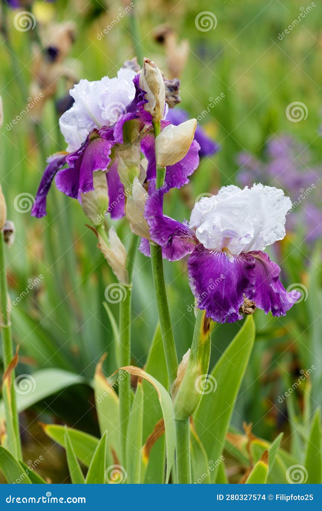 Iris Barbata Elatior World Class Stock Photo - Image of flower ...
