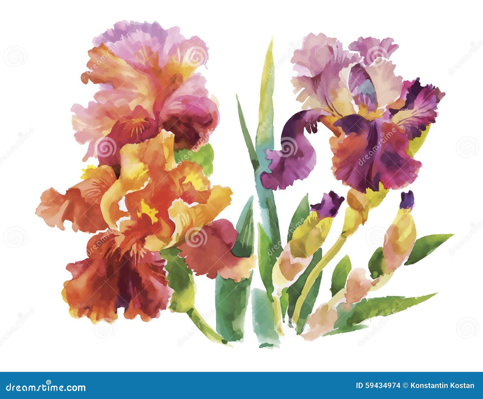 Flower of Iris Drawing by Watercolor, Hand Drawn Vector Illustration ...