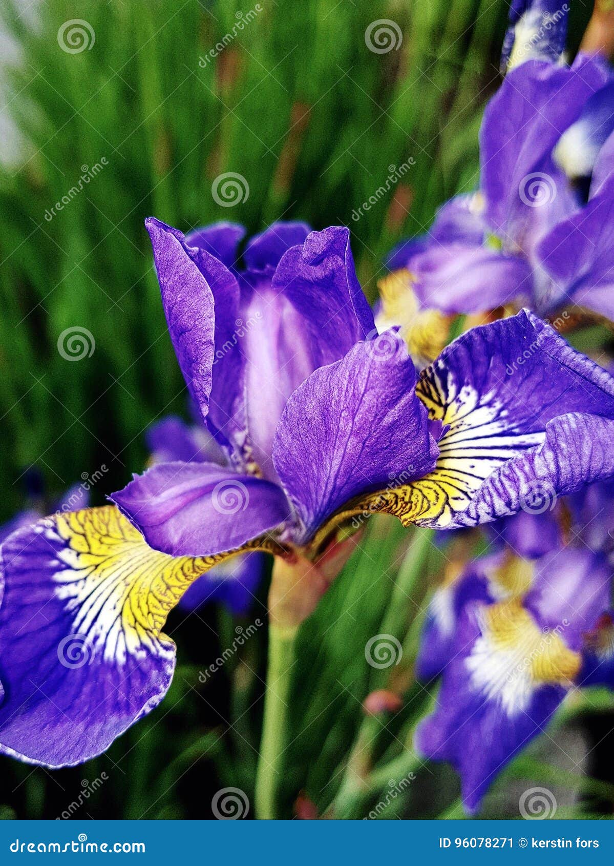 Flower stock image. Image of iris, coliur, flower, leaf - 96078271
