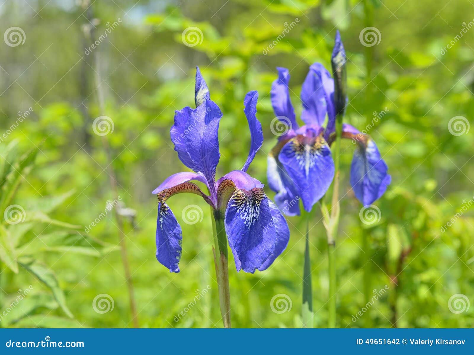 Flower of Iris (Iris Setosa) 15 Stock Photo - Image of multicolored ...