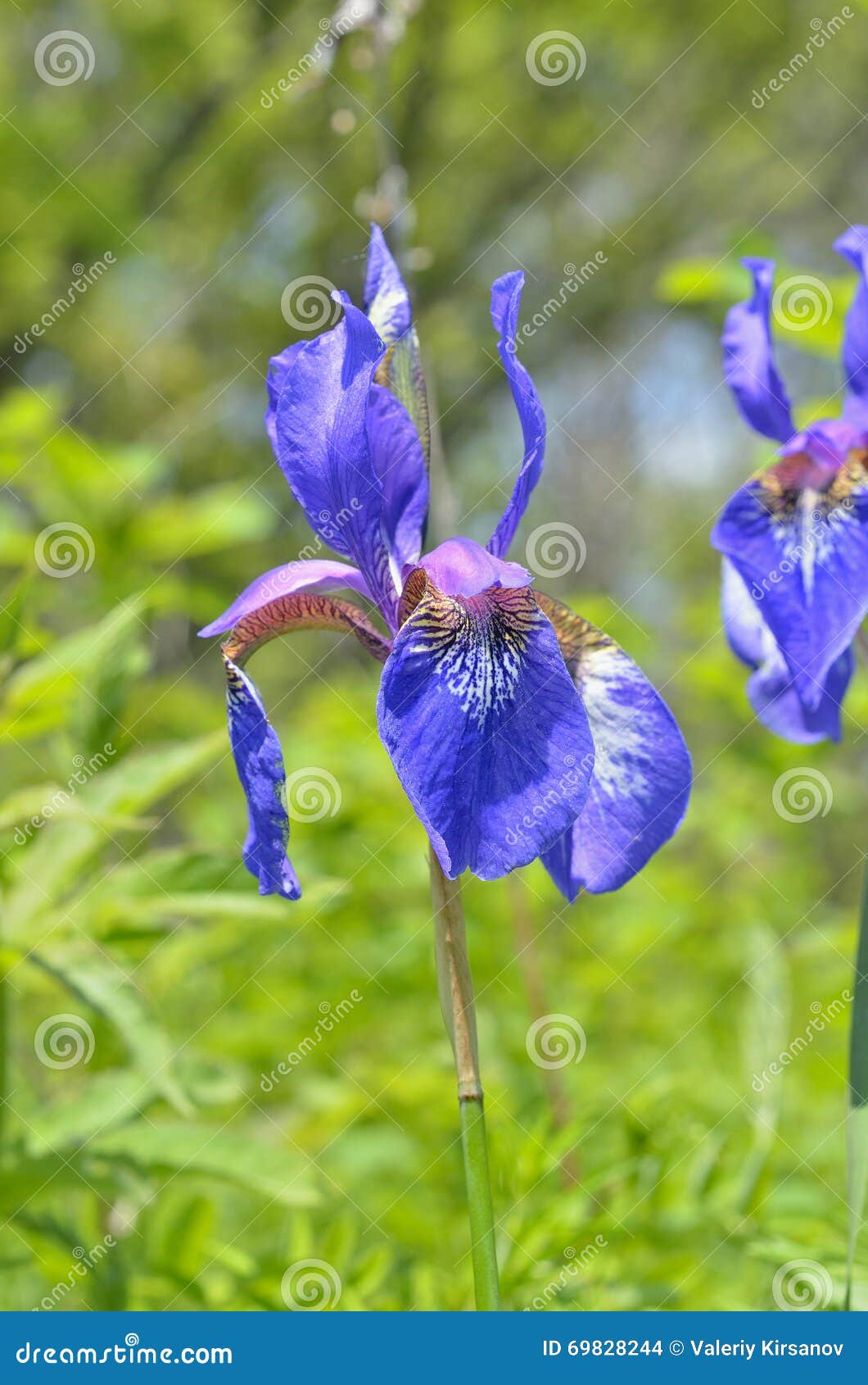 Flower of Iris (Iris Setosa) Stock Photo - Image of beautiful ...