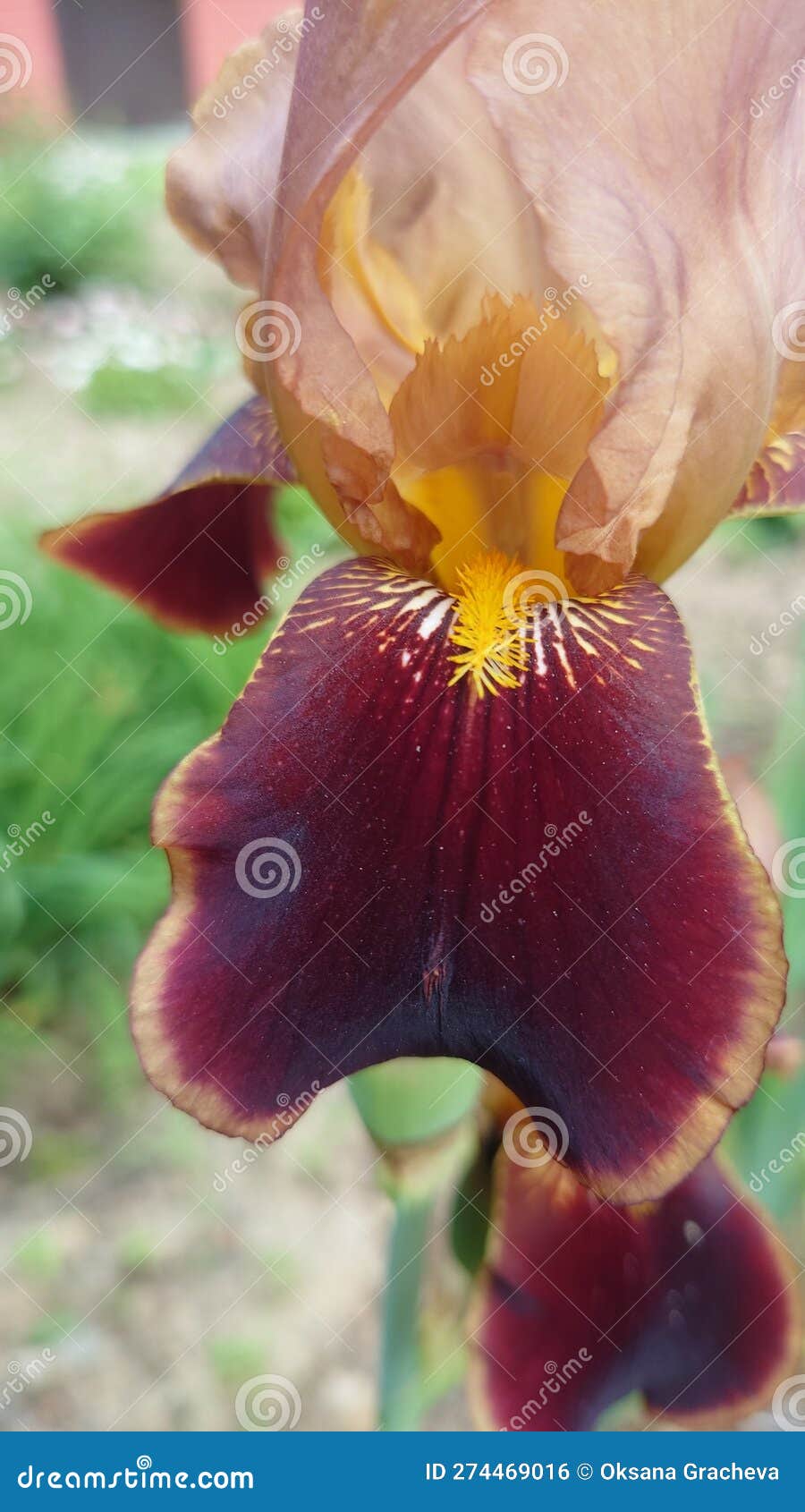 Flower iris red stock photo. Image of wildflower, water - 274469016