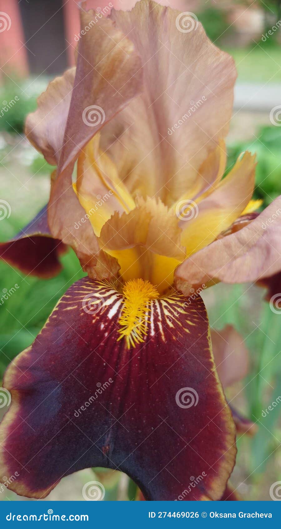 Flower iris red stock photo. Image of yellow, wildflower - 274469026