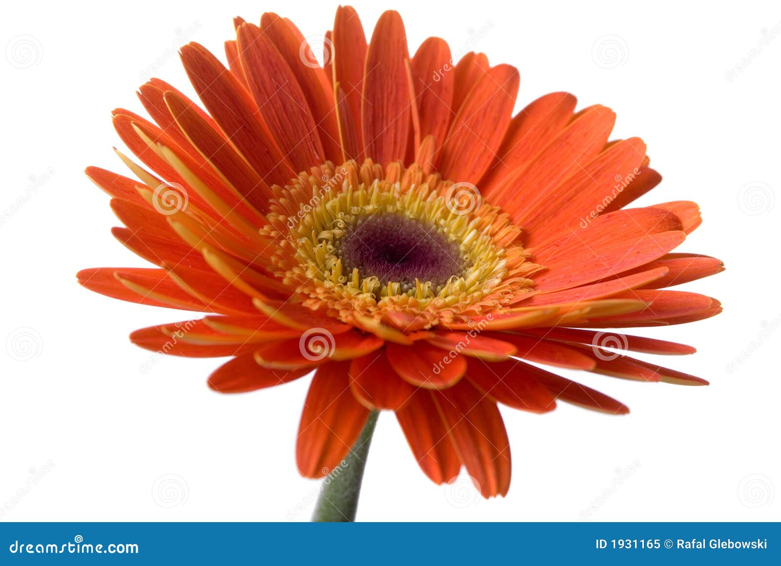 Flower Isolated stock image. Image of beauty, yellow, white - 1931165