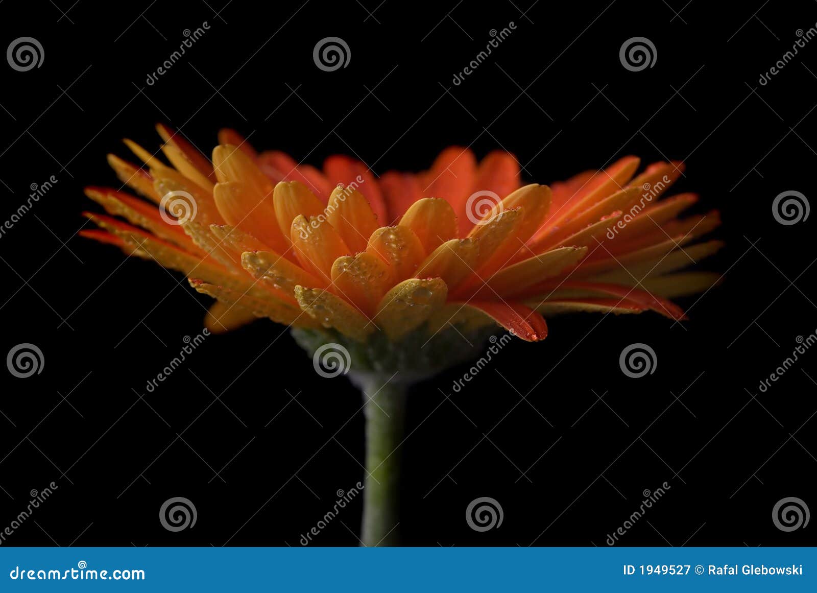 Flower Isolated stock image. Image of flower, green, nature - 1949527