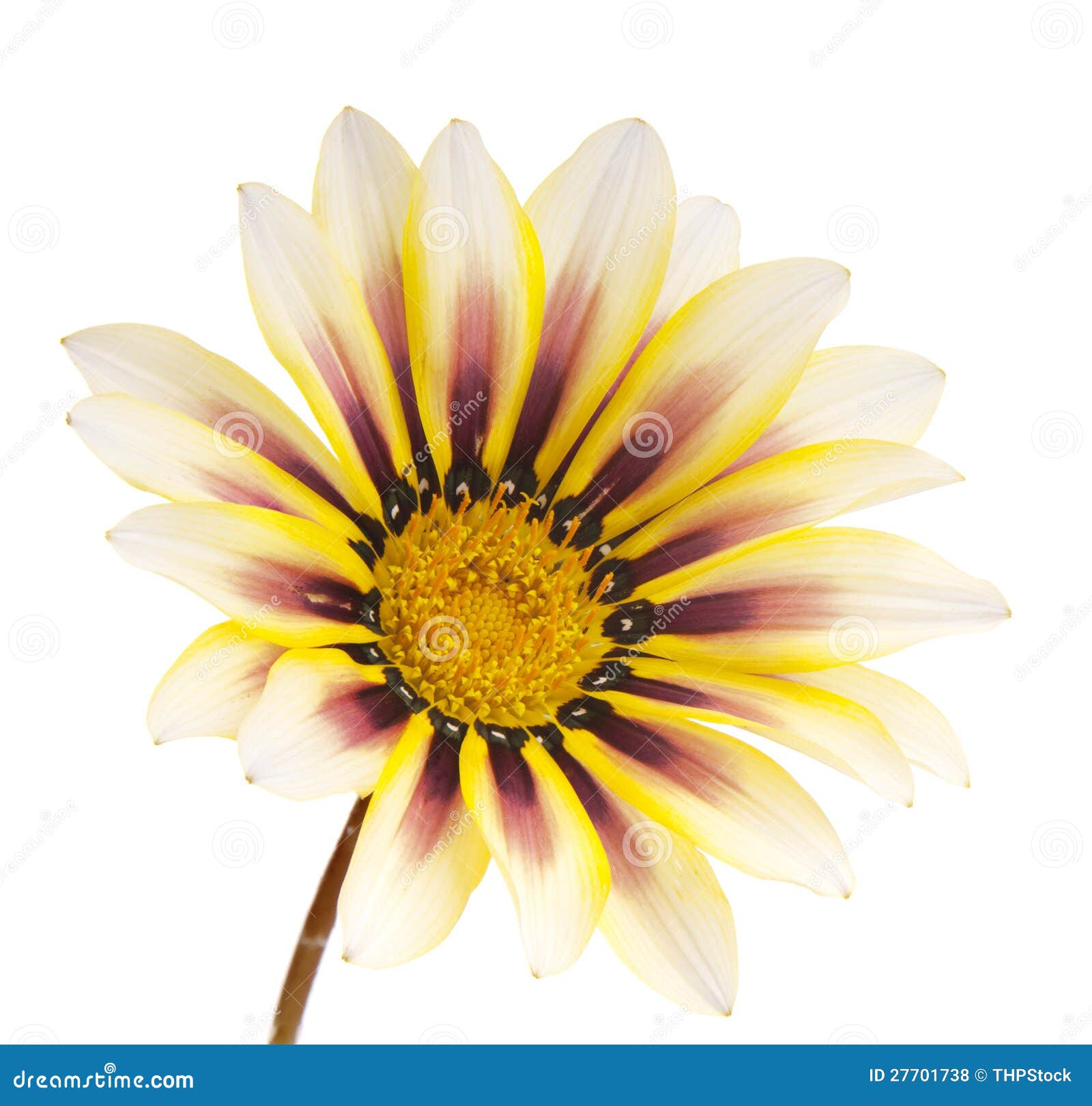 Wildflower Macro Isolated stock photo. Image of colorful - 27701738