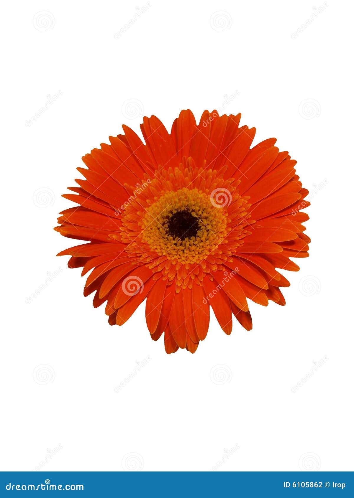 Flower isolated stock photo. Image of botanic, blossom - 6105862